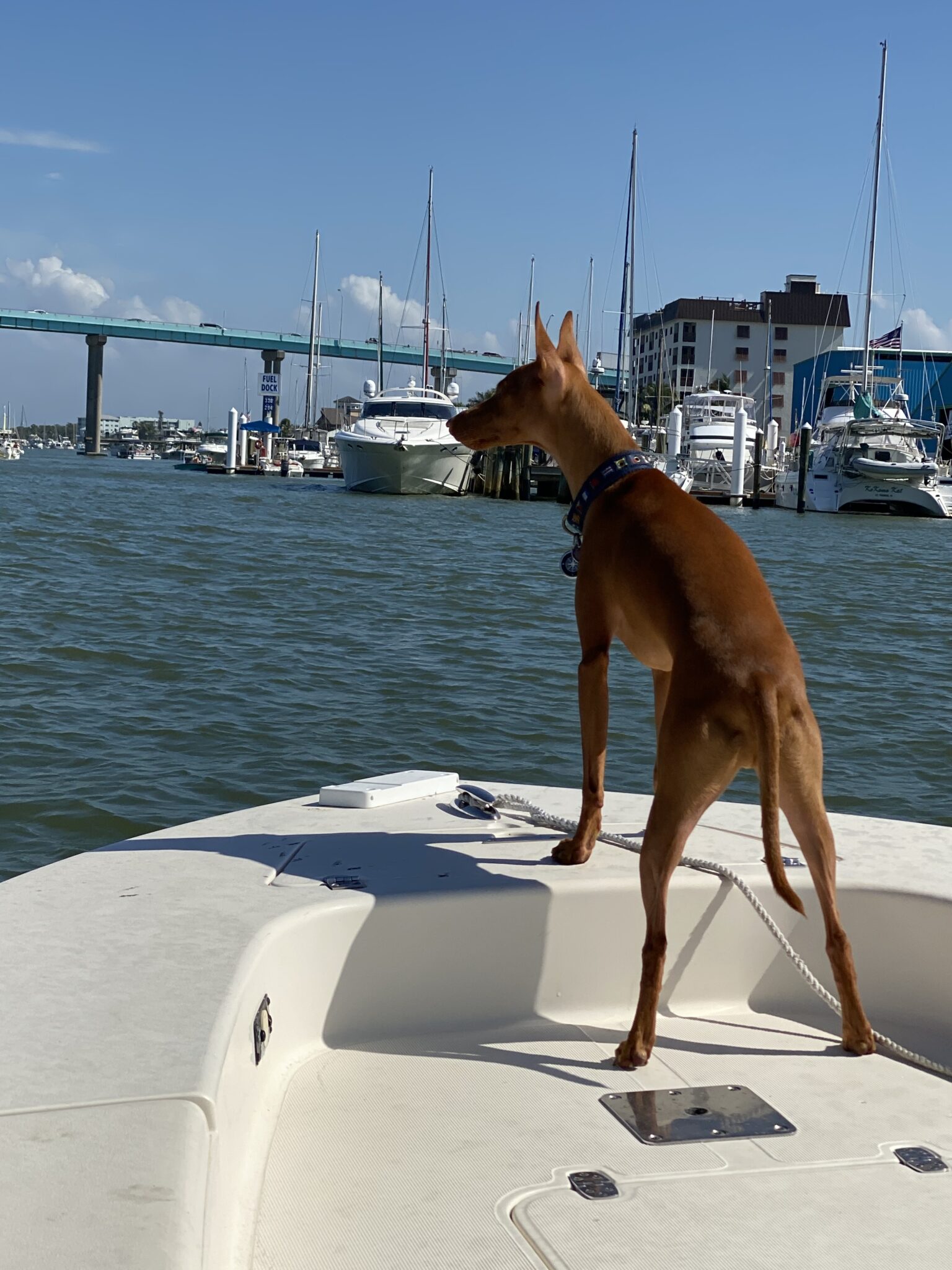 Carefree Boat Club SW Florida - Boating Without Owning